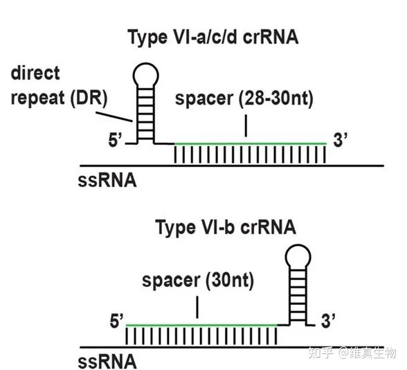 CasRx｜基于CRISPR/Cas系统的RNA编辑神器CasRx介绍 - 知乎