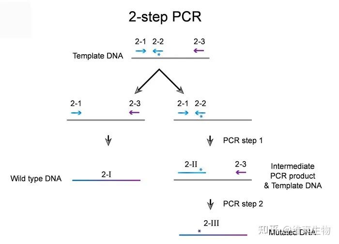 【科研知识】基因定点突变技术 - 知乎