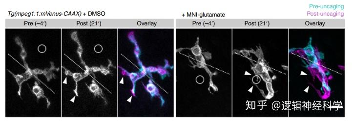 解析Nat Neurosci︱前沿! 小胶质细胞吞噬髓鞘并修饰髓鞘发育 - 知乎