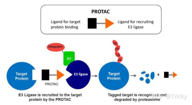PPC-NHS ester M-PEG5-succinimidyl carbonate PROTAC技术靶向蛋白降解 - 知乎