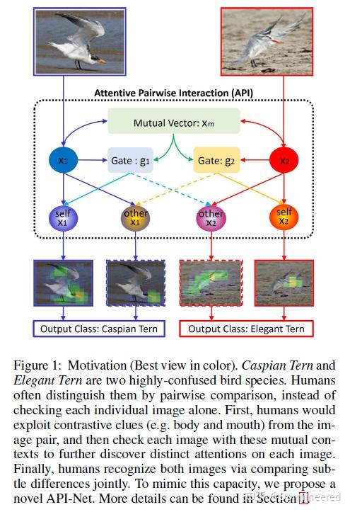 Learning Attentive Pairwise Interaction for Fine-Grained Classification阅读笔记 - 知乎