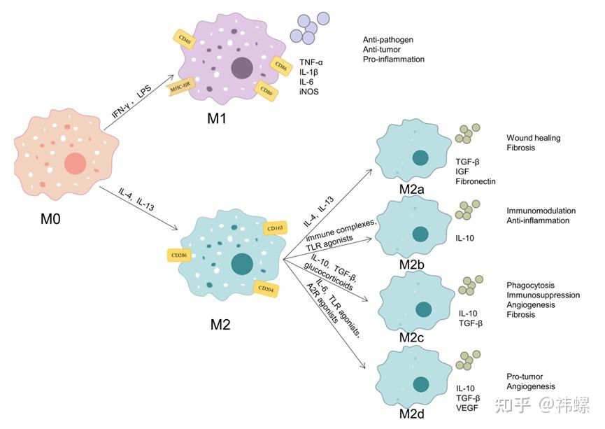 巨噬细胞极化的分子机制及其在疾病中的意义 - 知乎