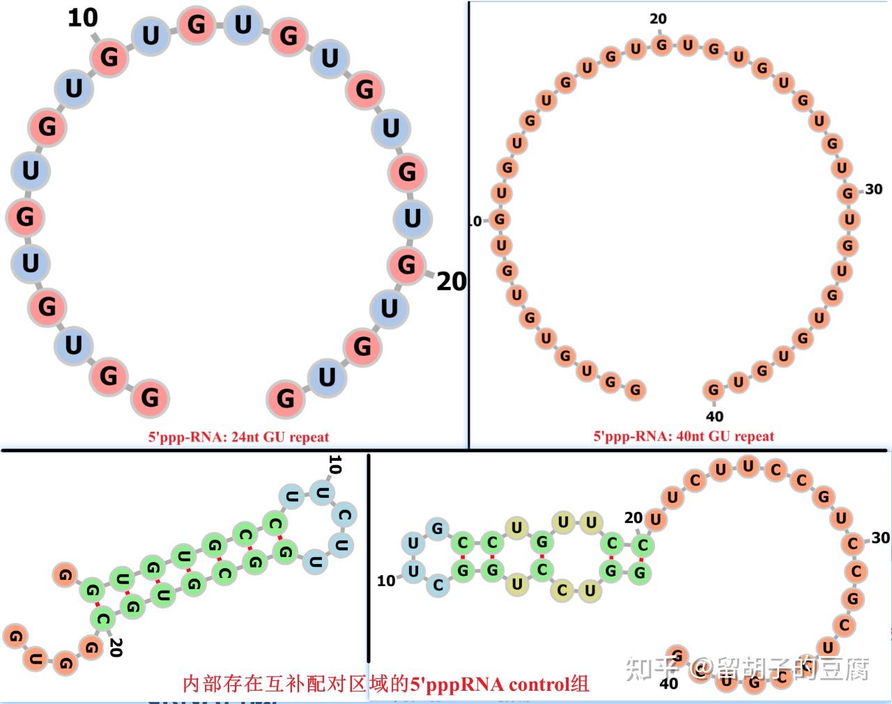 mRNA疫苗抗原序列嵌合dsRNA佐剂，增强癌症治疗过程中的细胞免疫。 - 知乎