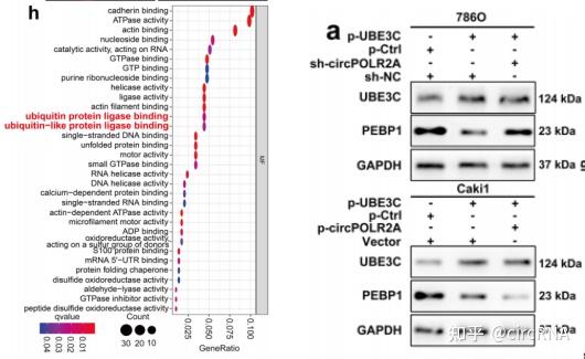 Mol Cancer | 陈明联合团队发现circPOLR2A通过泛素化途径调控ERK信号参与肾透明细胞癌 - 知乎