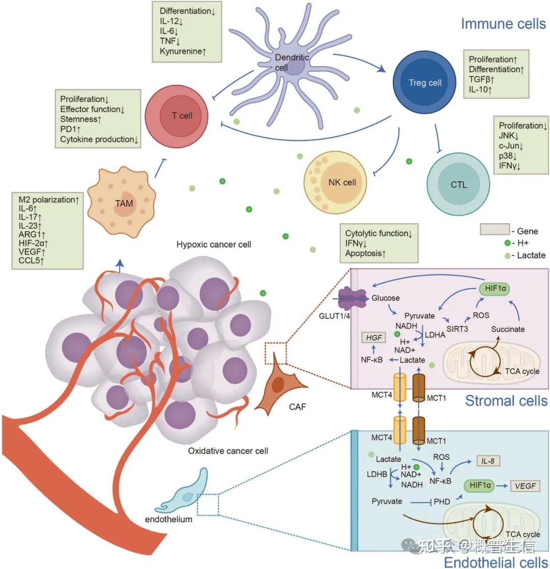 上海九院贾仁兵顶尖团队揭秘：从代谢废物到表观调控，乳酸如何“操控”癌症 - 知乎