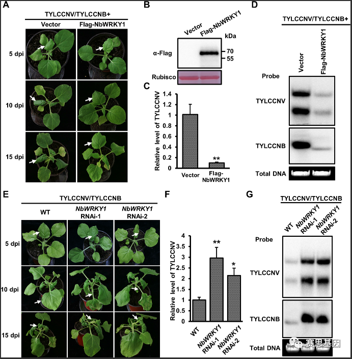 【PLOS Pathog】WRKY1抑制转录因子WHIRLY1，从而增强植物对双生病毒的抗性 - 知乎