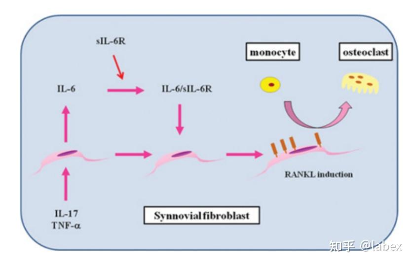 炎性多因子检测之白介素细胞6(IL-6) - 知乎