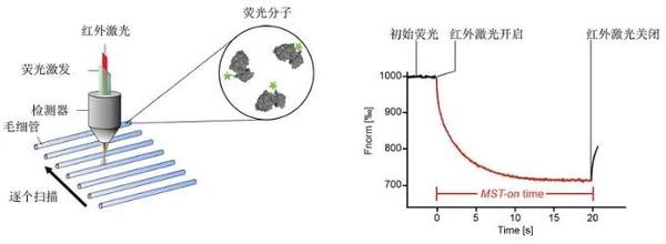 微量热泳动（MST），助力分子间相互作用分析！ - 知乎