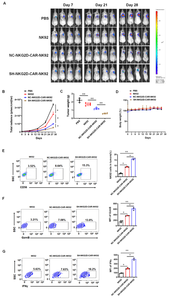 Cell Biosci︱华东师大江文正团队发现GPR116受体作为潜在的免疫检查点调控NK细胞生物学功能的机制 - 知乎