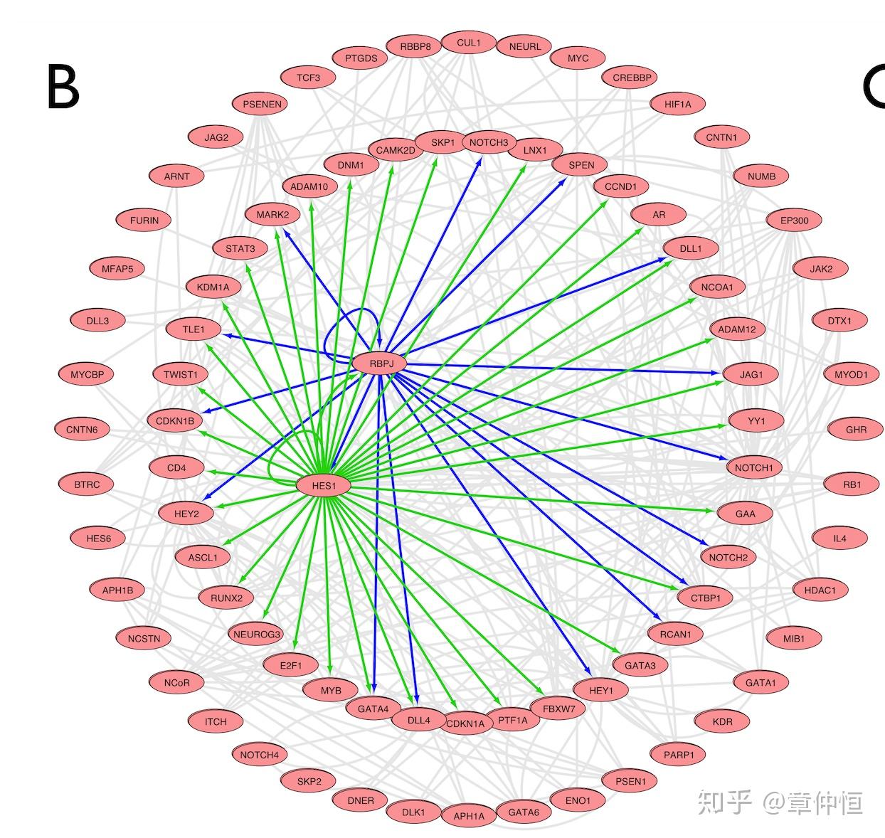 iRegulon：从基因列表到调控网络 - 知乎