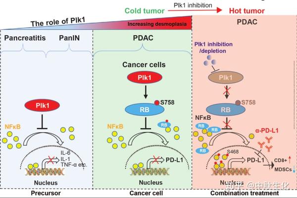 Cancer Res: 靶向Plk1使胰腺癌对免疫检查点治疗增敏 - 知乎