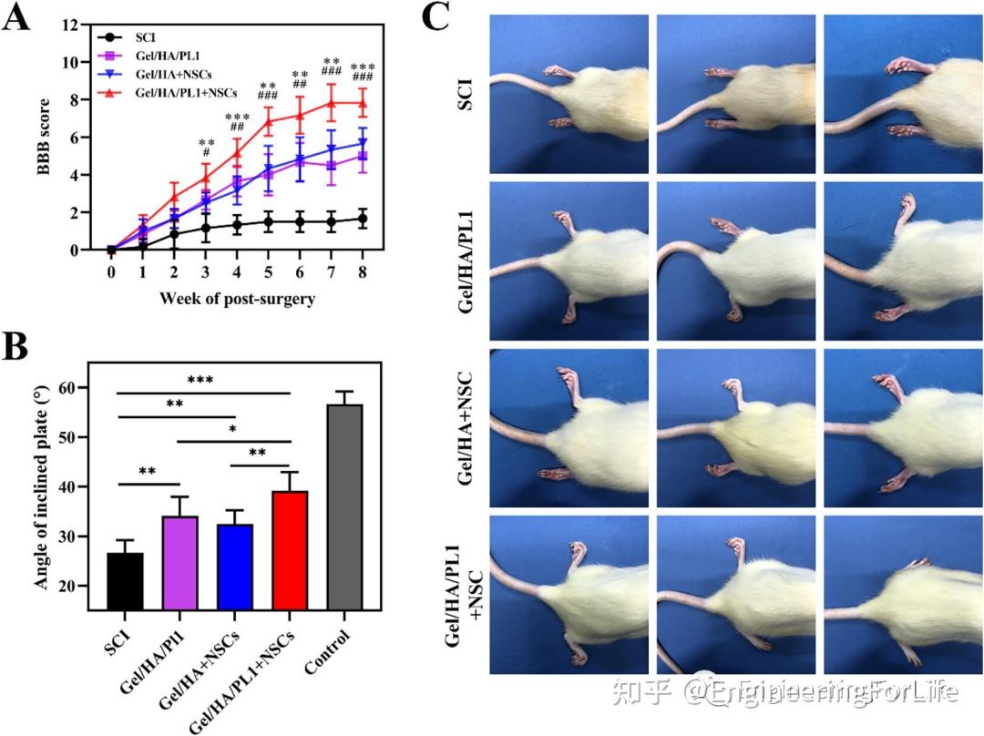 《Chem. Eng. J.》：3D打印导电脊髓仿生支架--促进神经干细胞神经元分化和脊髓修复 - 知乎