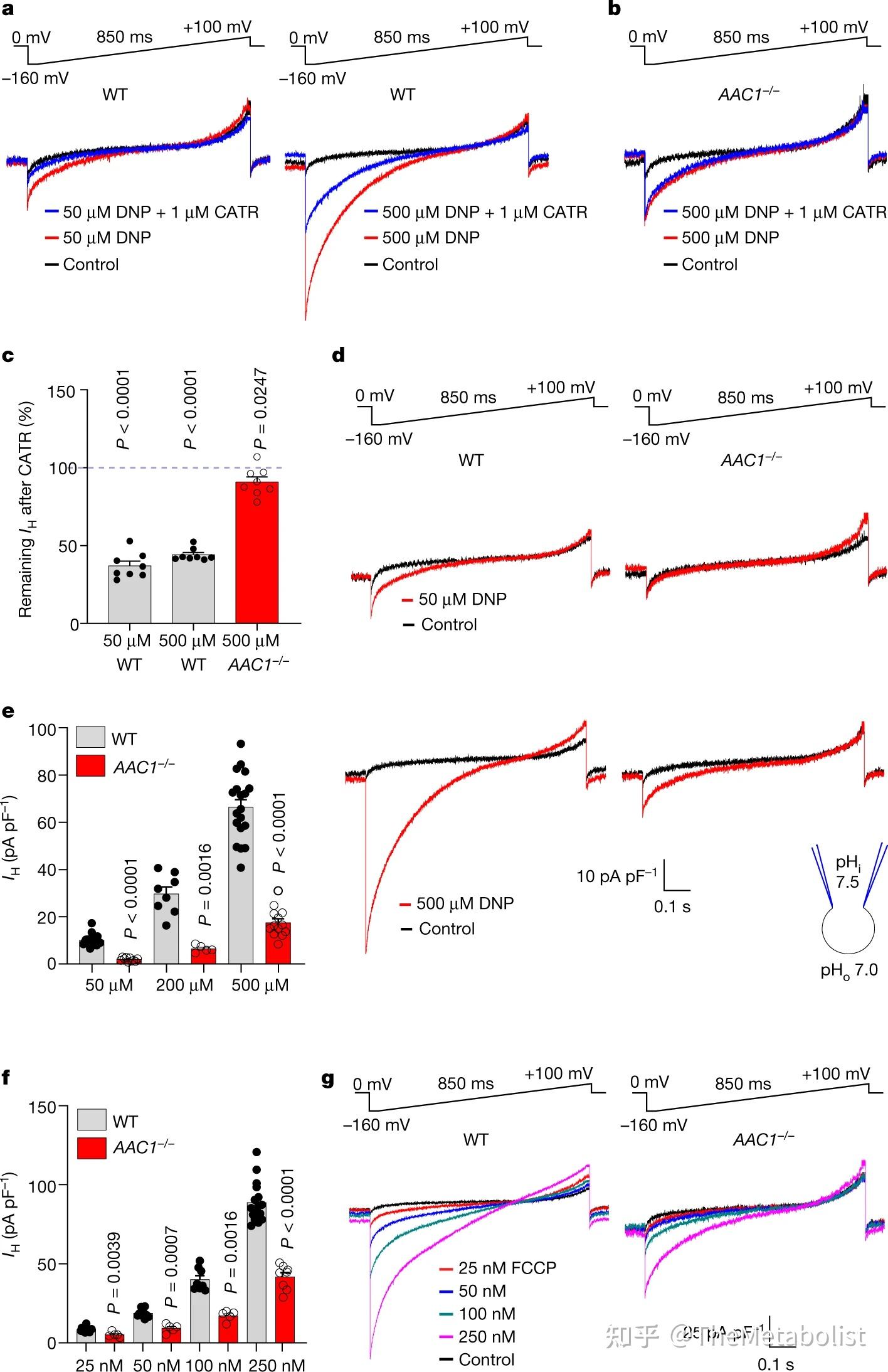 代谢学人--Nature：U，执行A计划！线粒体UCP1/AAC机制大揭秘 - 知乎