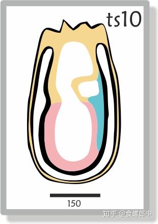 小鼠胚胎发育阶段图示 - 知乎