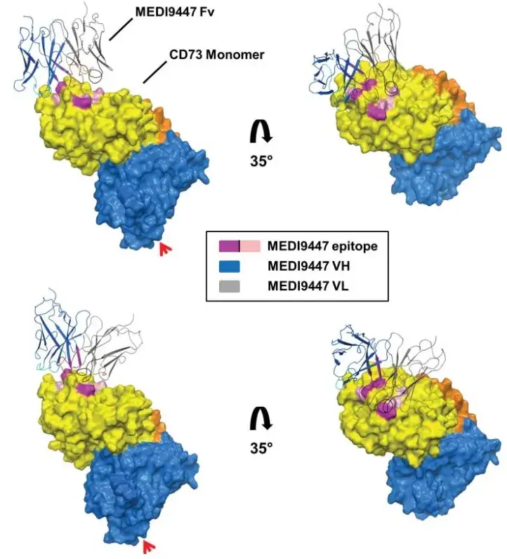 CD73抗体入选AACR“TOP12”，冷冻电镜空间表位为best in class提供实锤 - 知乎