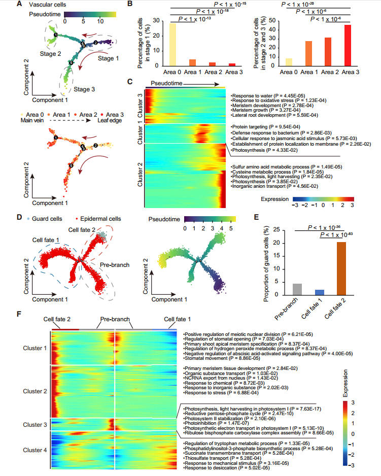 专题解读 | scStereo-seq揭示拟南芥叶片表征区域特异性细胞和空间转录组变化 - 知乎