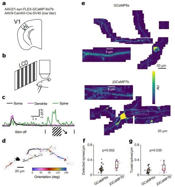 jGCaMP7——高性能基因编码钙离子探针 - 知乎