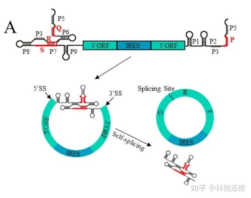 Clean-PIE超越ORNA：科锐迈德公开环状RNA成环框架底层技术 - 知乎