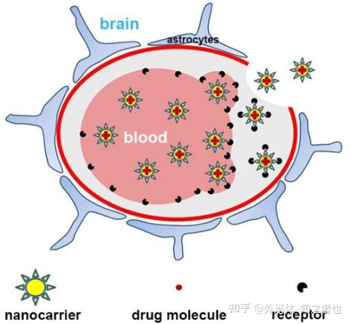 干货分享|脑神经靶向RVG修饰工程化外泌体应用 - 知乎