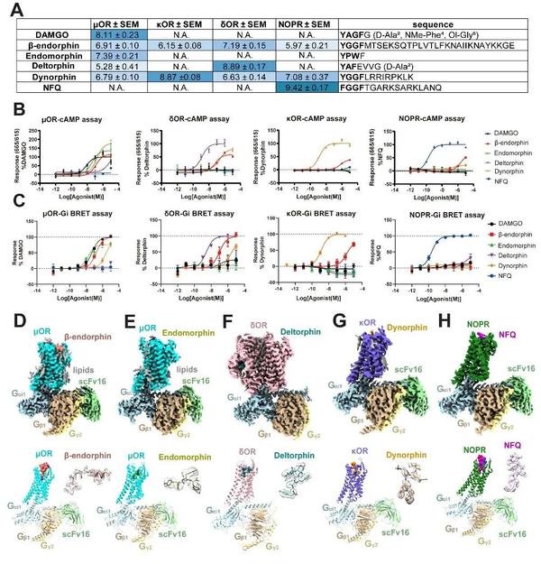 《细胞》：人体天然镇痛分子机制全揭秘 - 知乎