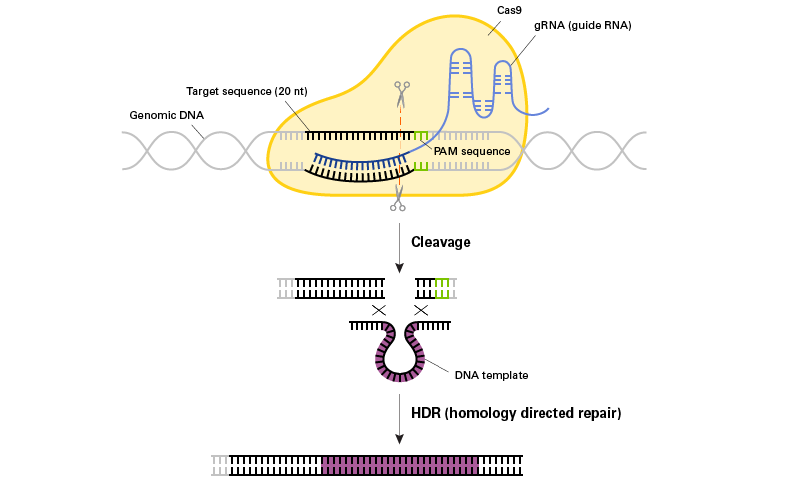技术丨如何设计用于CRISPR 基因组编辑的gRNA - 知乎