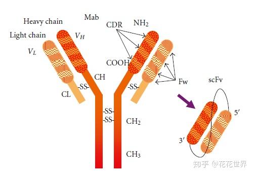 Single-Chain Fragment Variable (ScFv) - 知乎