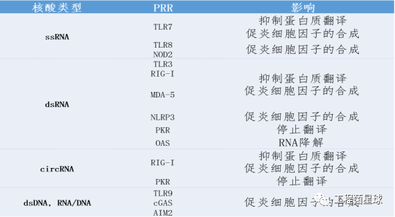 【耀文解读】一文读懂|不同IVT RNA(mRNA, saRNA, circRNA)的差异 - 知乎