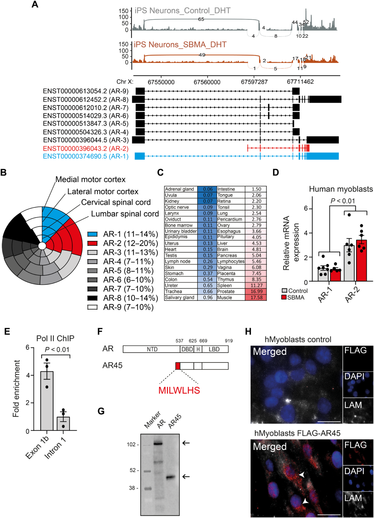 Science advances最新进展｜AR亚型2基因治疗通过抑制AR的转录活性改善脊髓延髓肌萎缩症 - 知乎
