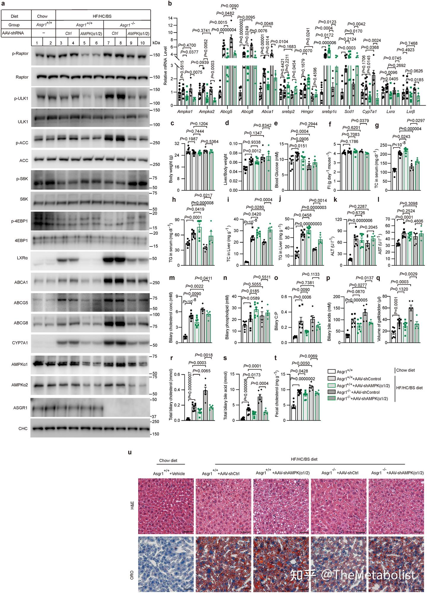 代谢学人--Nature: 驱逐胆固醇，Asgr1有奇效！ - 知乎