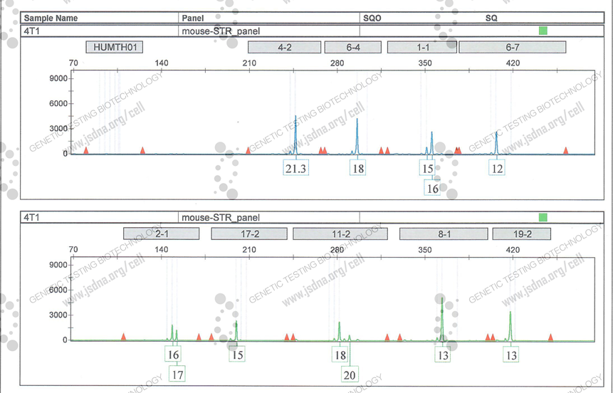 小鼠细胞鉴定(Mouse Cell Line Authentication) FAQs - 知乎