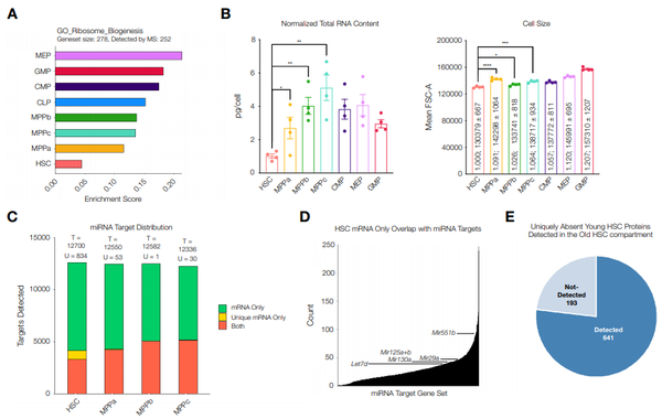 eLife | 蛋白质组学揭示造血干细胞转录后蛋白抑制机制 - 知乎