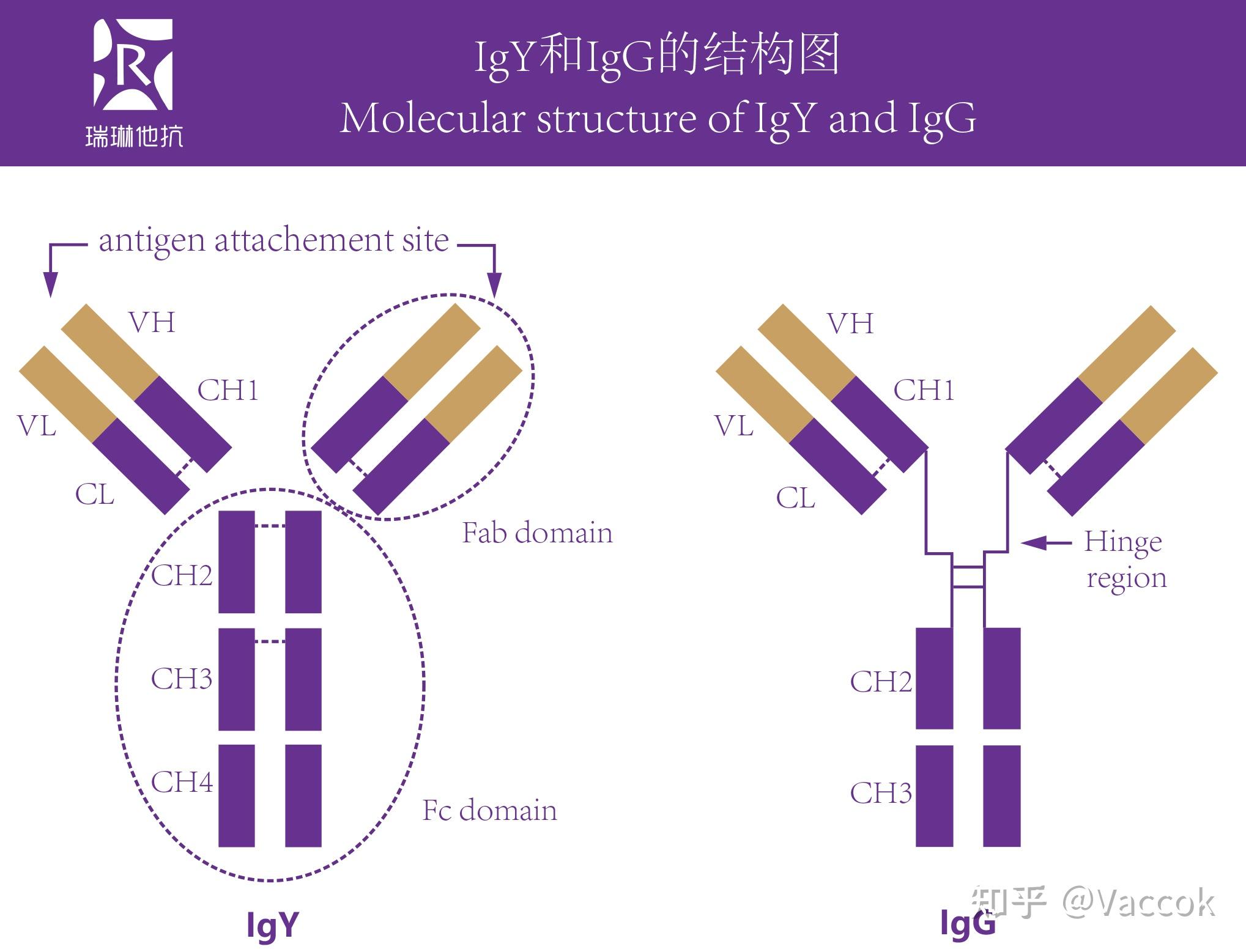 鸡卵黄免疫球蛋白IgY与哺乳动物IgG的区别 - 知乎