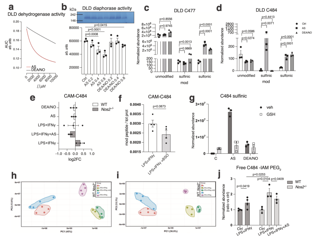 Nature Communications丨丙酮酸脱氢酶在巨噬细胞代谢重编程过程中充当分子内硝酰基发生器 - 知乎