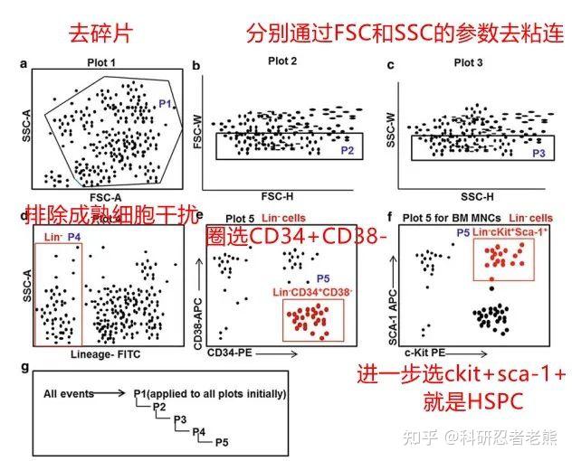 Science | 垂体产生的激素α-MSH促进肿瘤诱导的髓系造血和免疫抑制 - 知乎