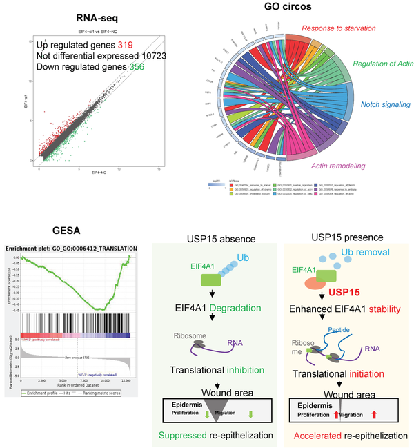 USP15在皮肤伤口修复过程中通过去泛素化EIF4A1增强再上皮化 - 知乎
