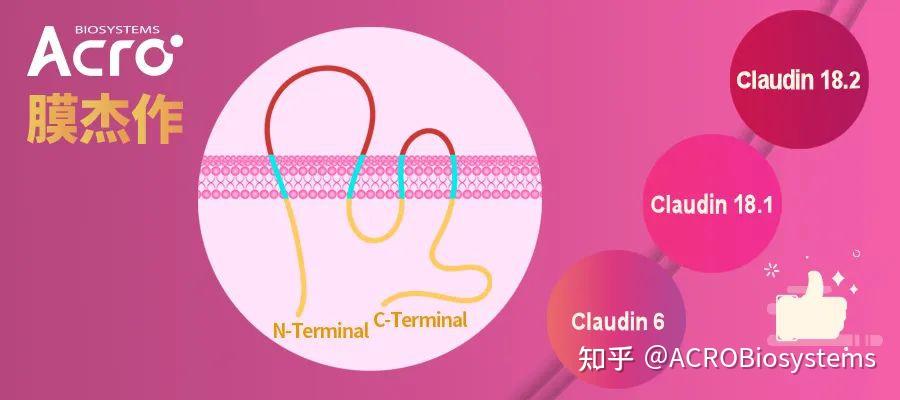 Claudin家族：利剑出鞘，共创未来 - 知乎