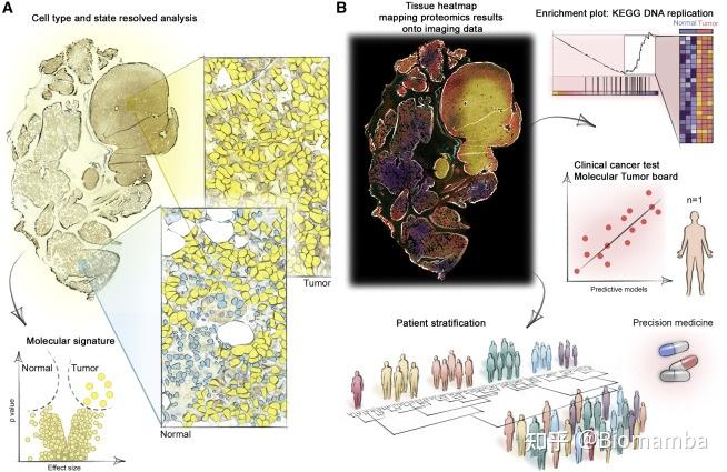 一文了解2024《Nature Method》年度研究方法：空间蛋白质组学 - 知乎