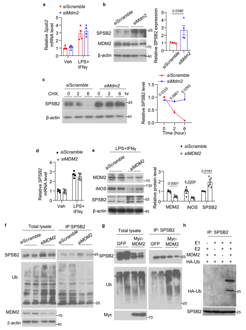 Nature子刊丨MDM2通过整合小鼠体内iNOS-一氧化氮和HIF-1α通路，诱导M1巨噬细胞产生促炎和糖酵解反应 - 知乎