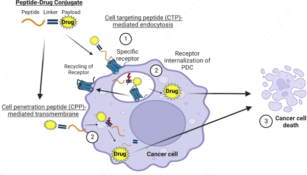 Sudocetaxel Zendusortide进入I期临床，PDC重仓癌症治疗 - 知乎