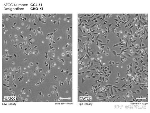 细胞学堂|详细介绍CHO、CHO-K1细胞 - 知乎