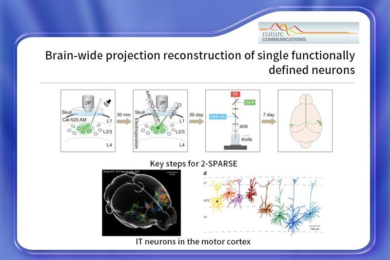 进展汇编：近期应用国产成像技术fMOST的14篇重要学术成果 - 知乎