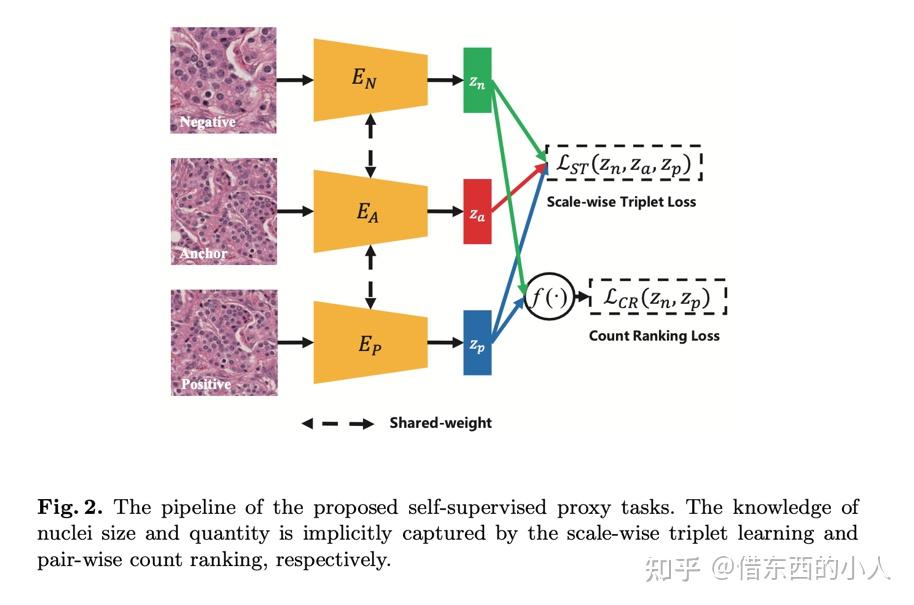 无监督核分割基于Scale & Count：《Instance-aware Self-supervised Learning for Nuclei Segmentation》 - 知乎