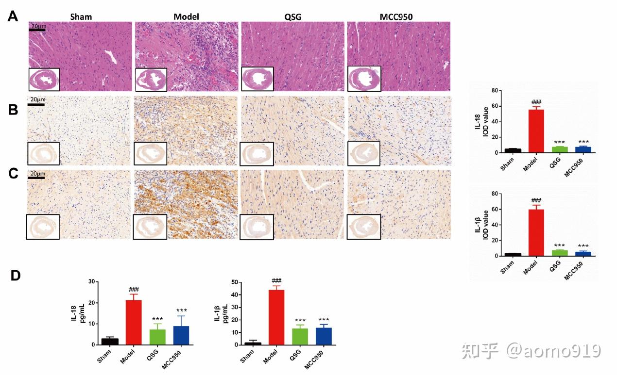 AbMole科研-芪参颗粒治疗急性心肌缺血的新途径P2X7R-NEK7-NLRP3炎症体的激活 - 知乎