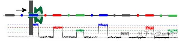 Stratos genomics的纳米孔三代测序平台 - 知乎