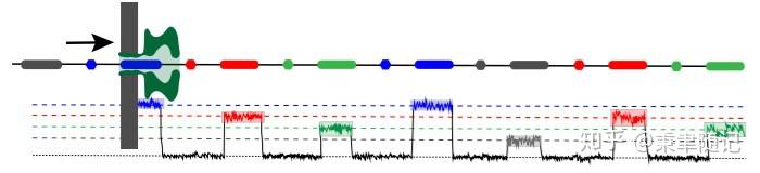 Stratos genomics的纳米孔三代测序平台 - 知乎