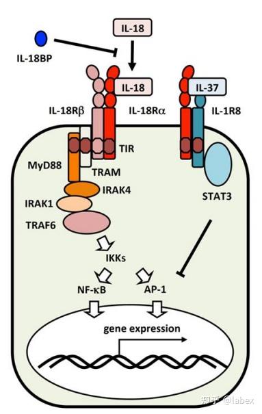 炎性多因子检测之白介素细胞18(IL-18) - 知乎