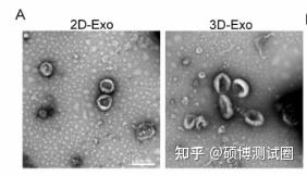 一文读懂外泌体鉴定 - 知乎