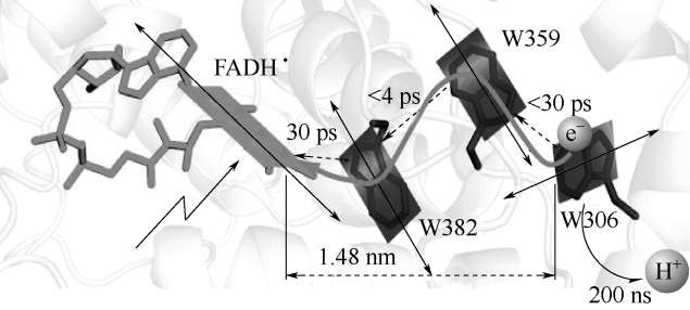 知乎盐选 | 7.3 电子转移及光诱导电子转移（PET）猝灭