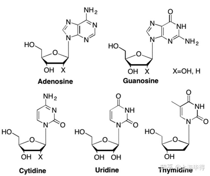 核苷的修饰：结构优化与应用 - 知乎