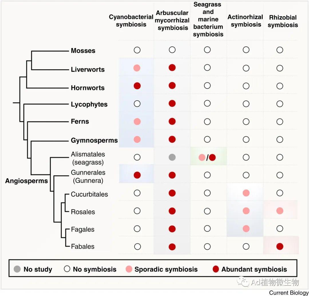 Current Biology | 中科院王二涛团队综述植物共生固氮作用的多样性和调控！ - 知乎
